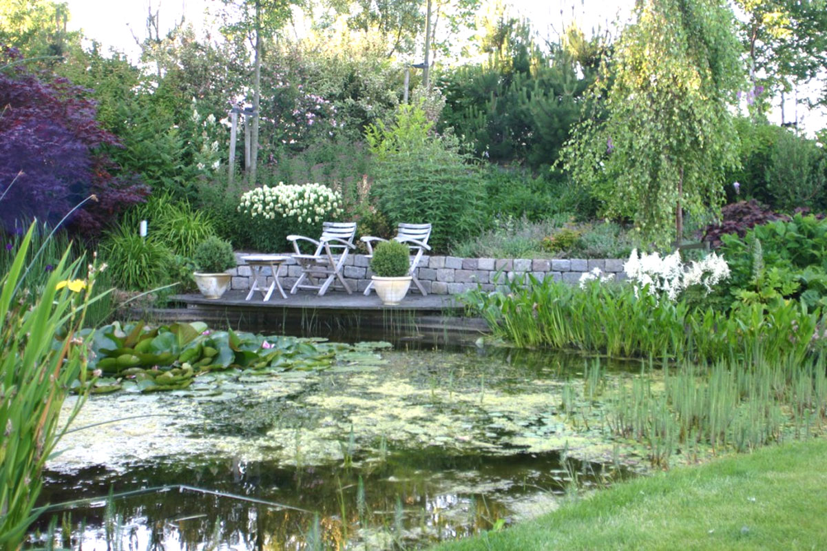 Natuurlijke vijver met weelderige oeverbeplanting in Honselersdijk.